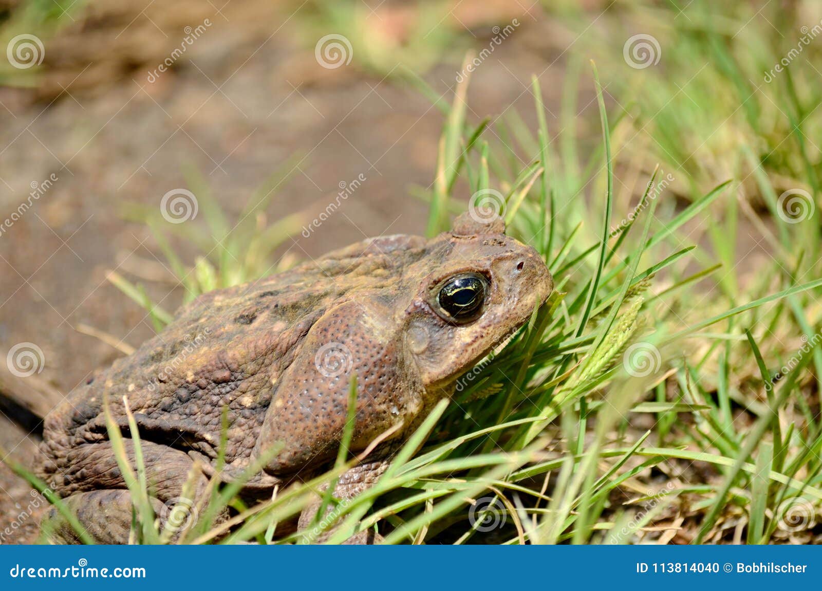 Cane Toad stock photo. Image of natural, animals, costa - 113814040
