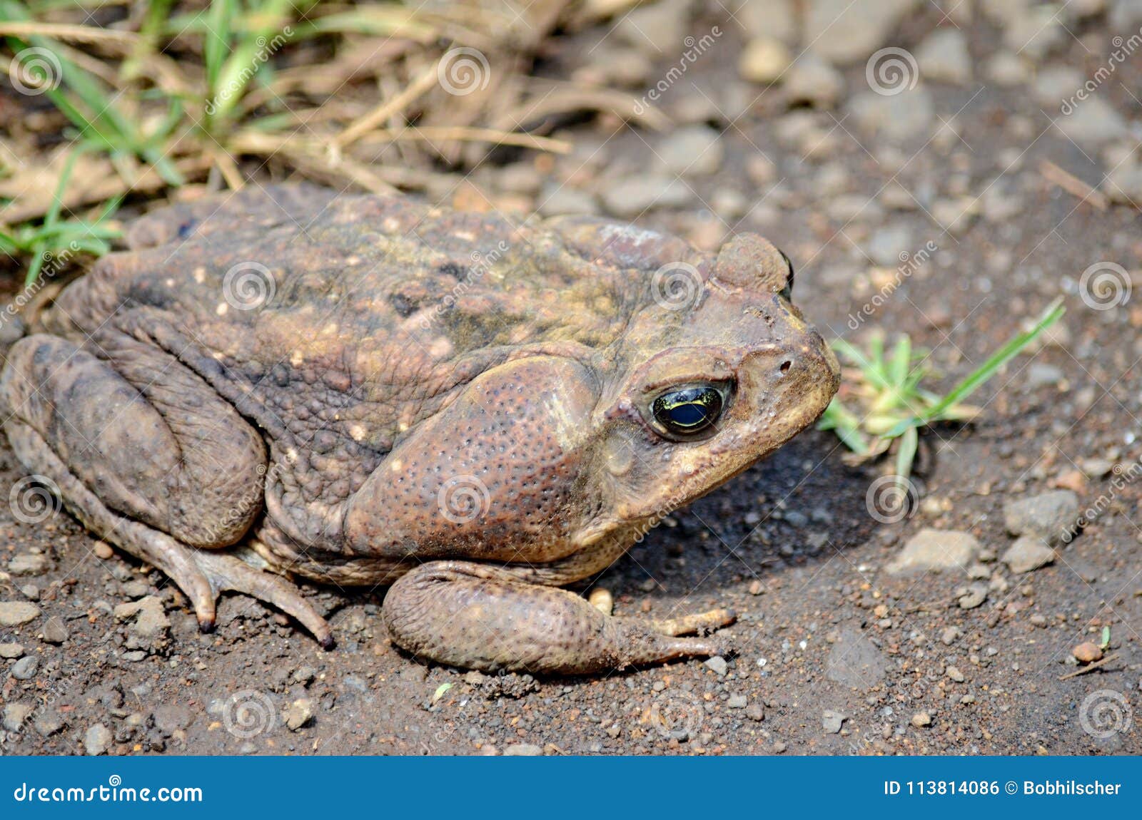 Cane Toad stock photo. Image of pacific, large, horizontal - 113814086