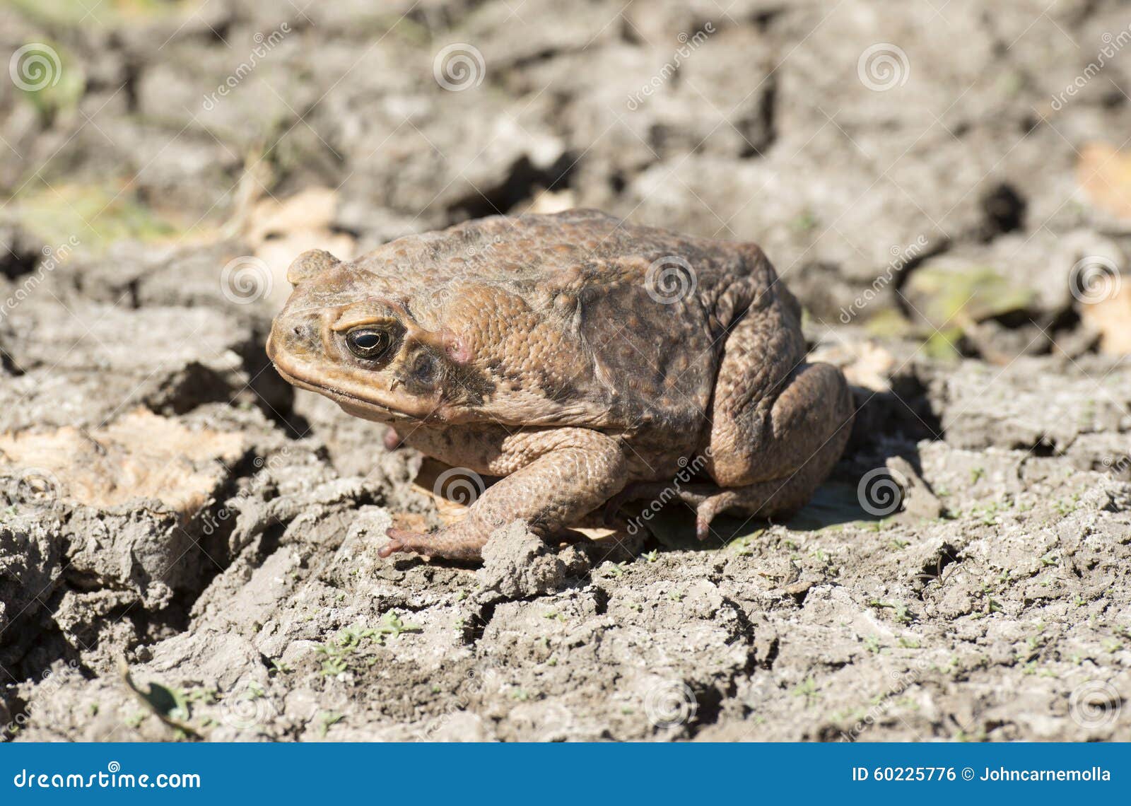 Cane toad stock photo. Image of australia, nature, toad - 60225776