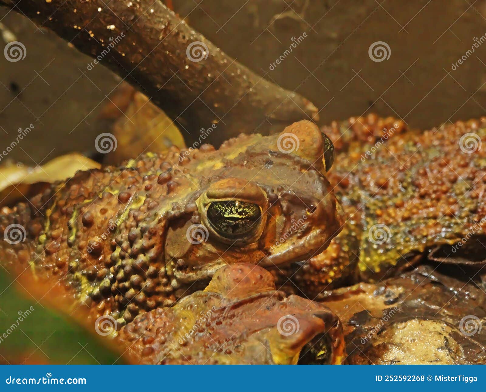 The Cane Toad Rhinella Marina, Also Known As the Giant Neotropical Toad ...