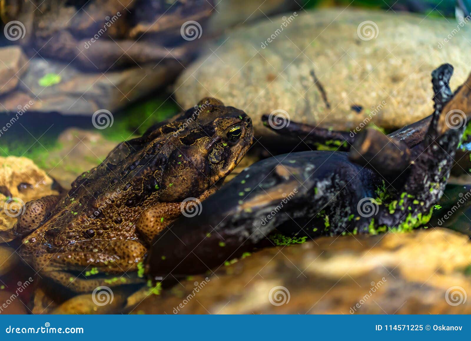 Close Up In Rhinella Marina Aka Cane Toad Or Cururu Toad Royalty-Free ...