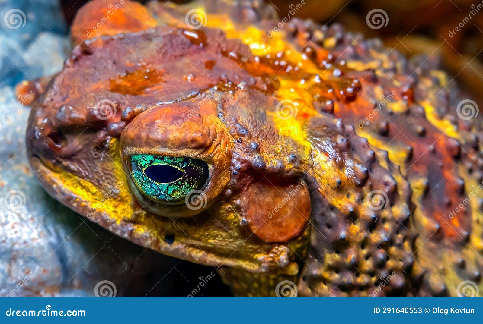 Cane Toad (Rhinella Marina), Close-up of a Toad S Head Stock Image ...