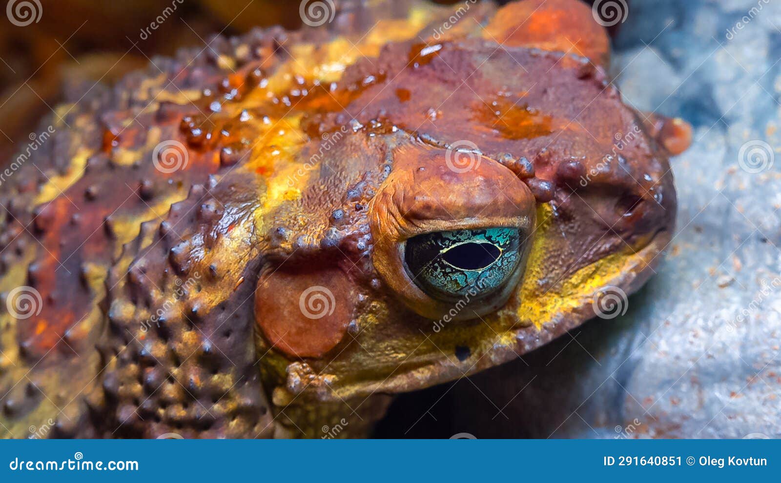 Cane Toad (Rhinella Marina), Close-up of a Toad S Head Stock Image ...