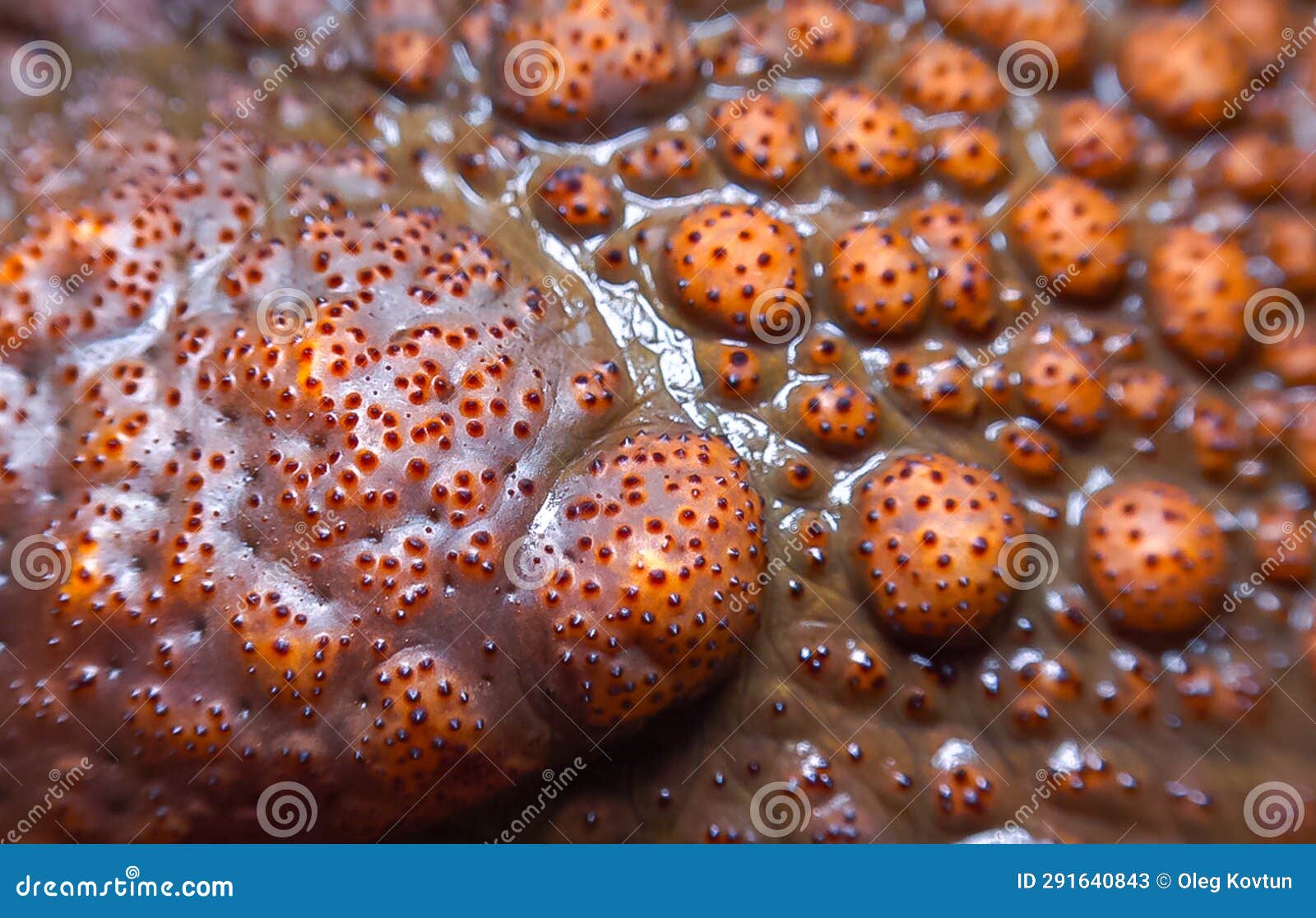 Cane Toad (Rhinella Marina), Close-up of a Wart on the Skin of a Toad ...