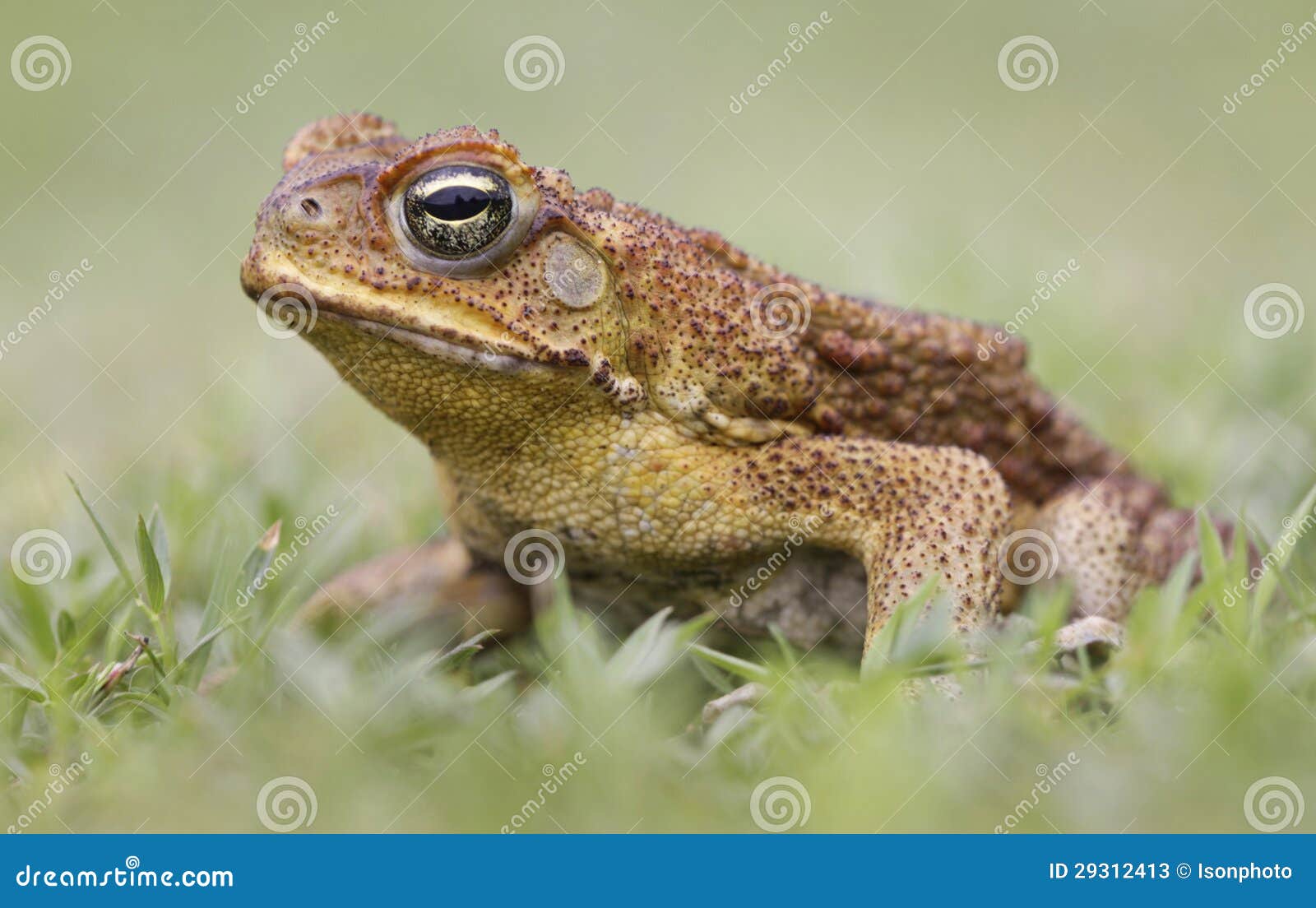 Cane toad side view stock image. Image of animal, marinus - 29312413