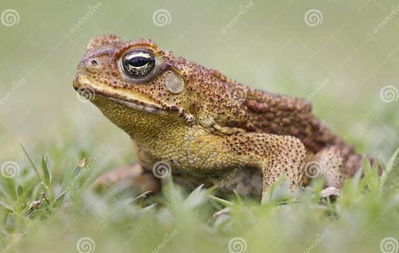 Cane toad side view stock image. Image of animal, marinus - 29312413