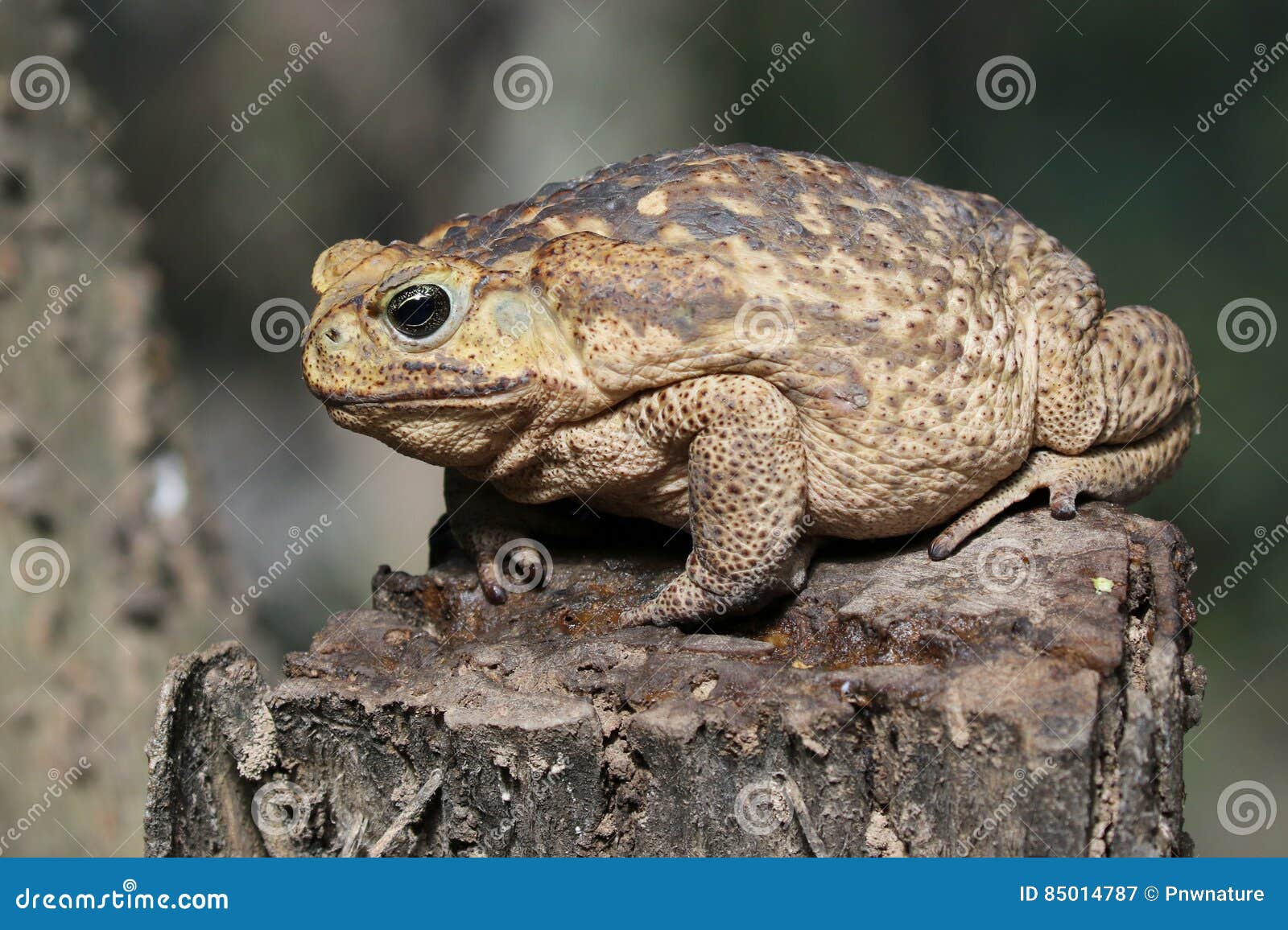 Cane Toad on a Stump stock image. Image of marine, rhinella - 85014787