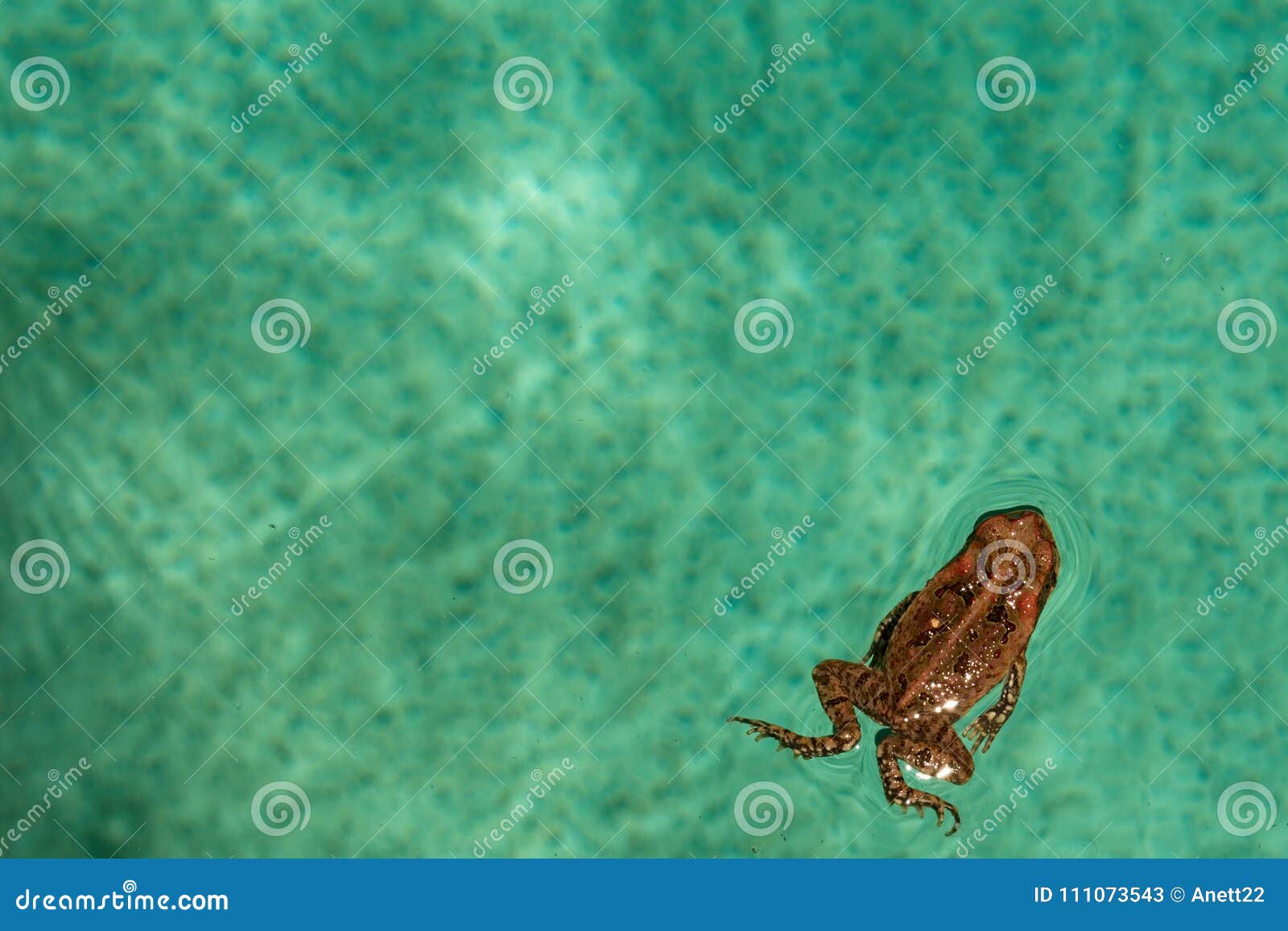 Cane Toad Swimming in Backyard Swimming Pool Stock Image - Image of ...