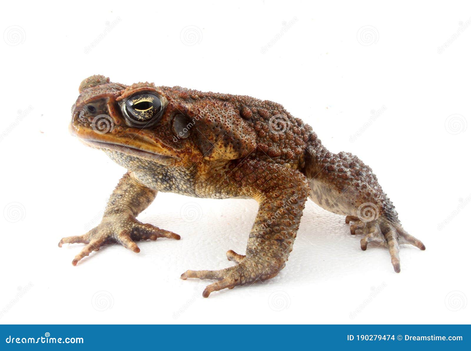 Cane Toad on White Background. Stock Photo - Image of central, natural ...