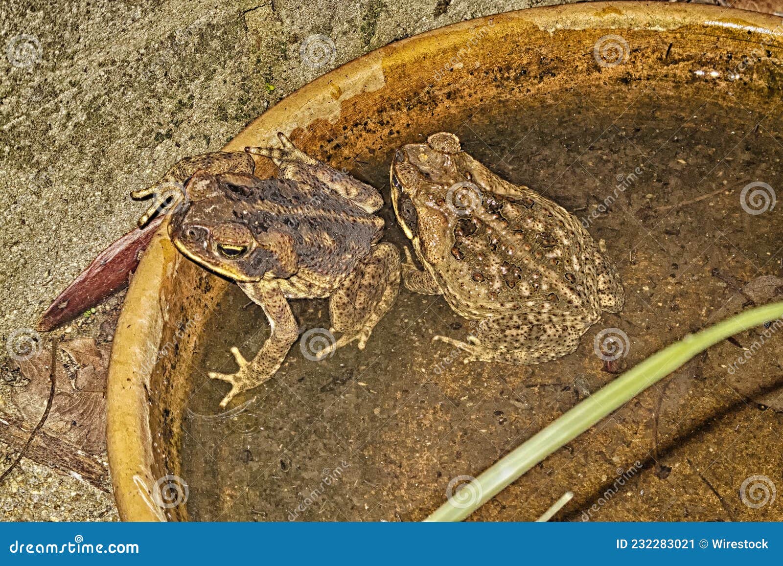 Cane Toads Trapped Together Background Stock Photography ...