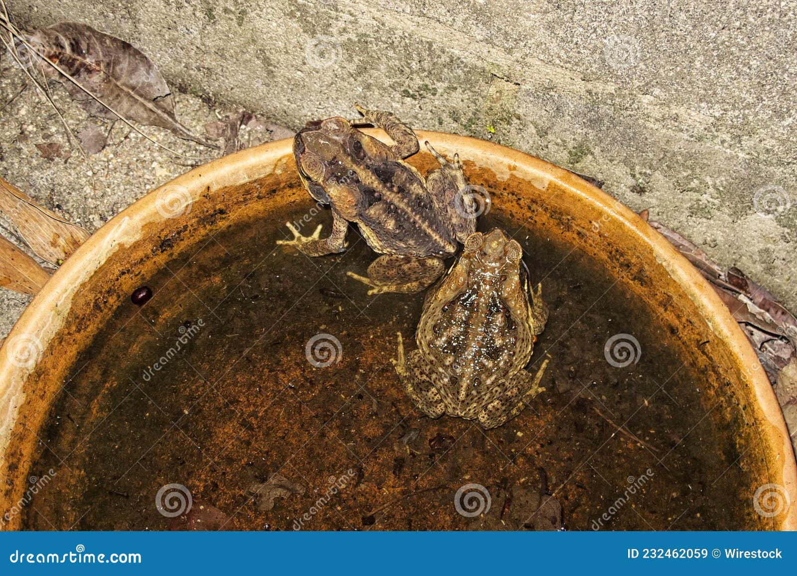 Cane Toads Trapped Together Background Stock Photography ...