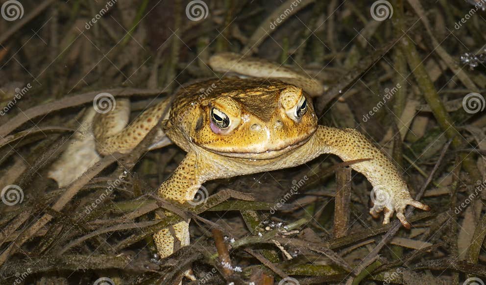 Cane toad at night . stock photo. Image of reptile, toads - 227990808