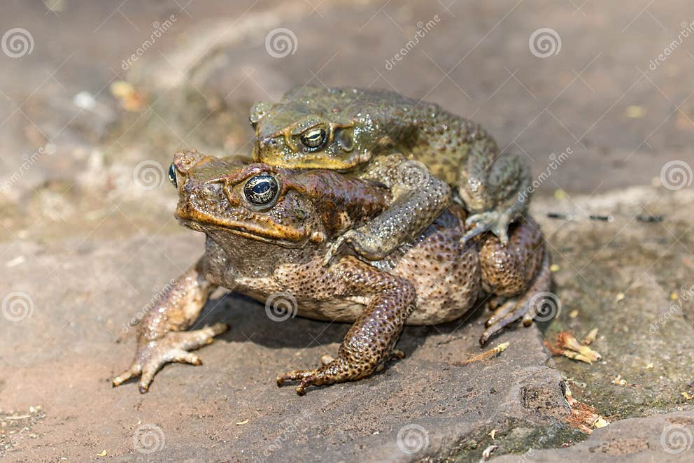 Cane Toads stock image. Image of rhinella, wildlife - 190494901
