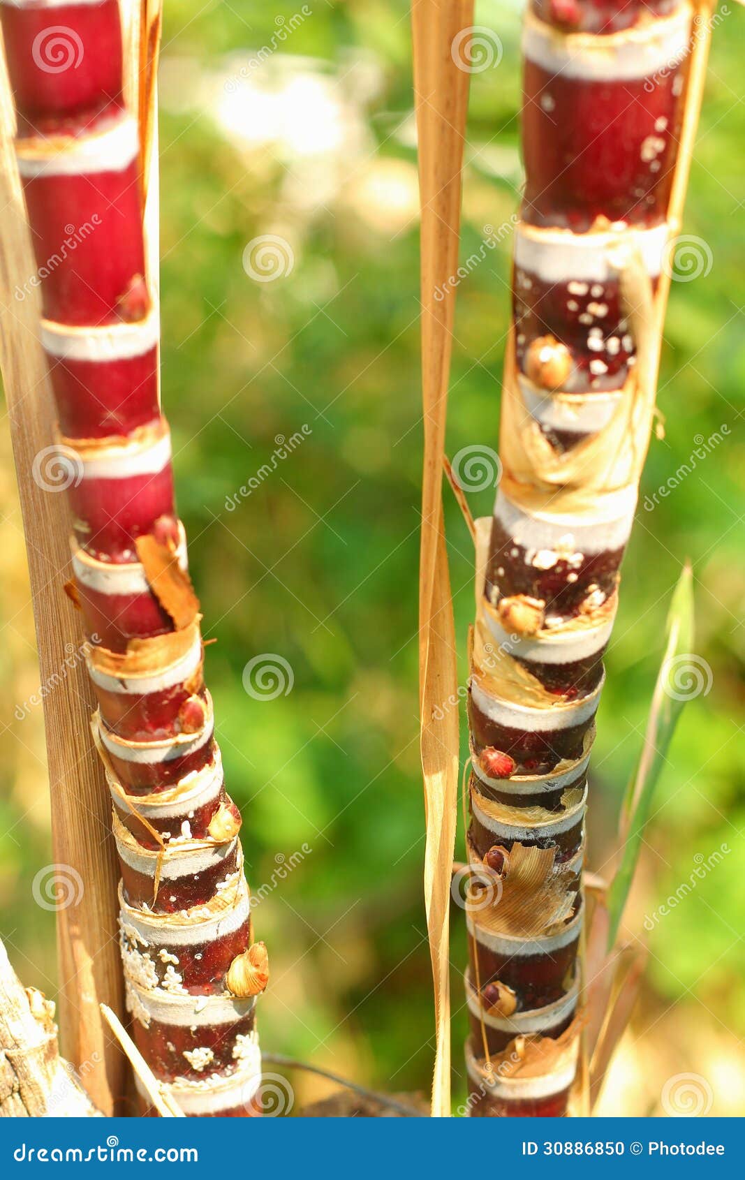 Cane tree stock photo. Image of field, organic, summer - 30886850