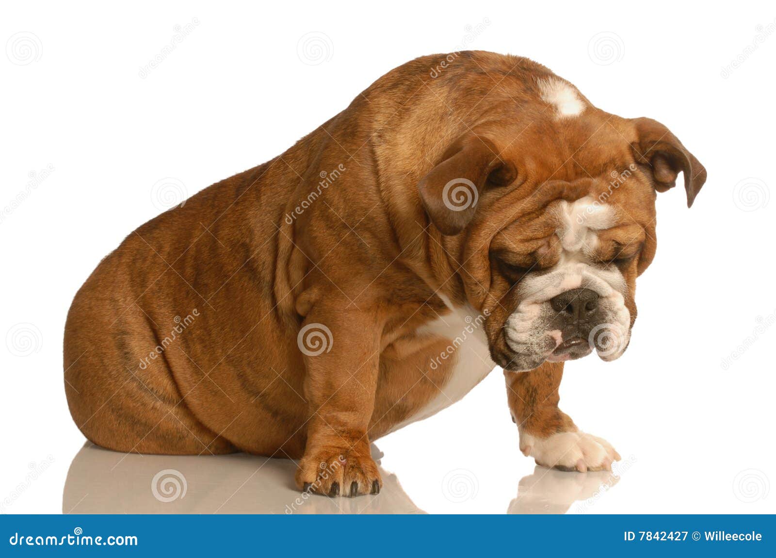 Cane triste o depresso immagine stock. Immagine di bulldog - 7842427