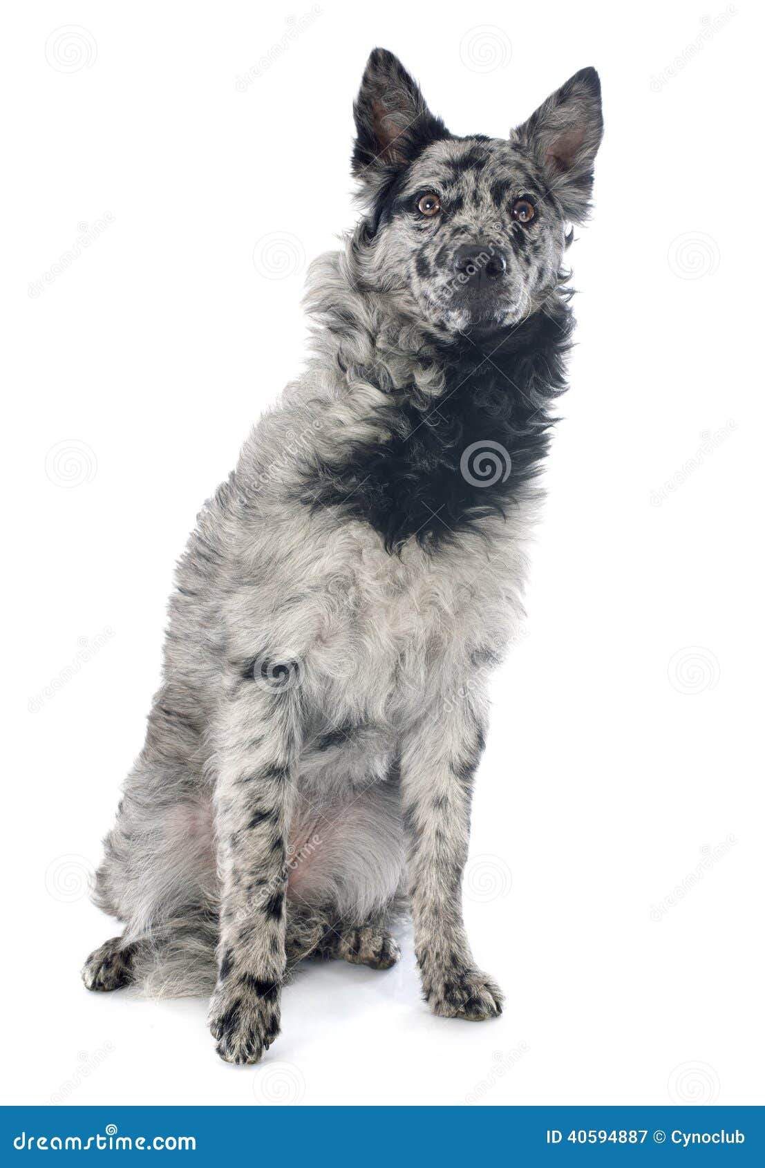 Cane ungherese immagine stock. Immagine di isolato, merlo - 40594887