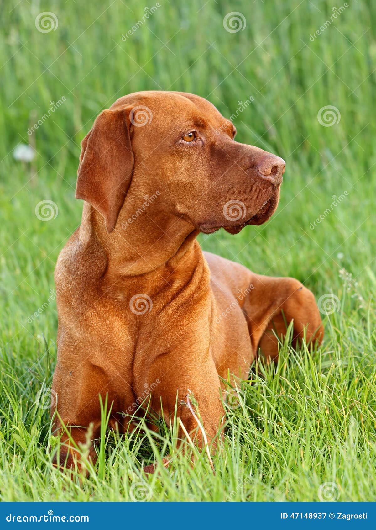Cane Ungherese Del Puntatore (vizsla) Immagine Stock - Immagine di ...
