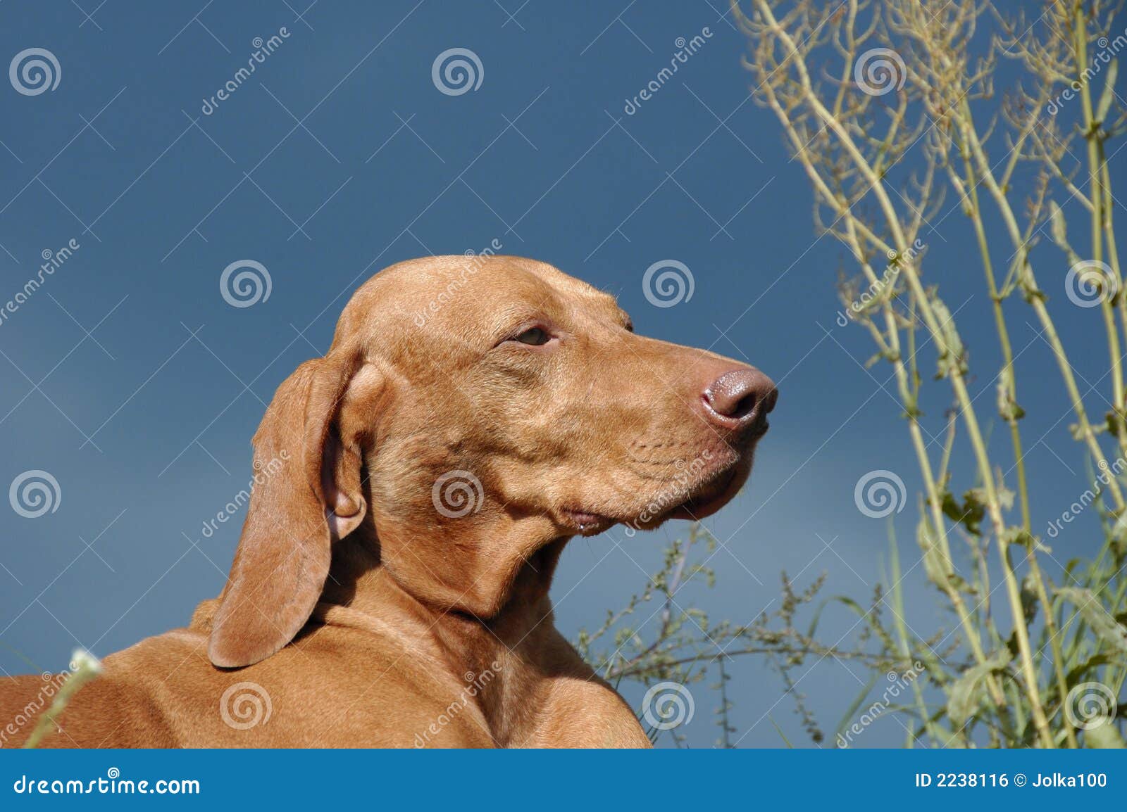 Cane ungherese di Vizsla fotografia stock. Immagine di camminata - 2238116