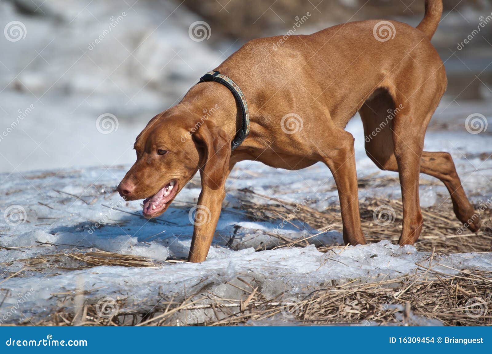 Cane Ungherese Di Vizsla in Inverno Fotografia Stock - Immagine di ...