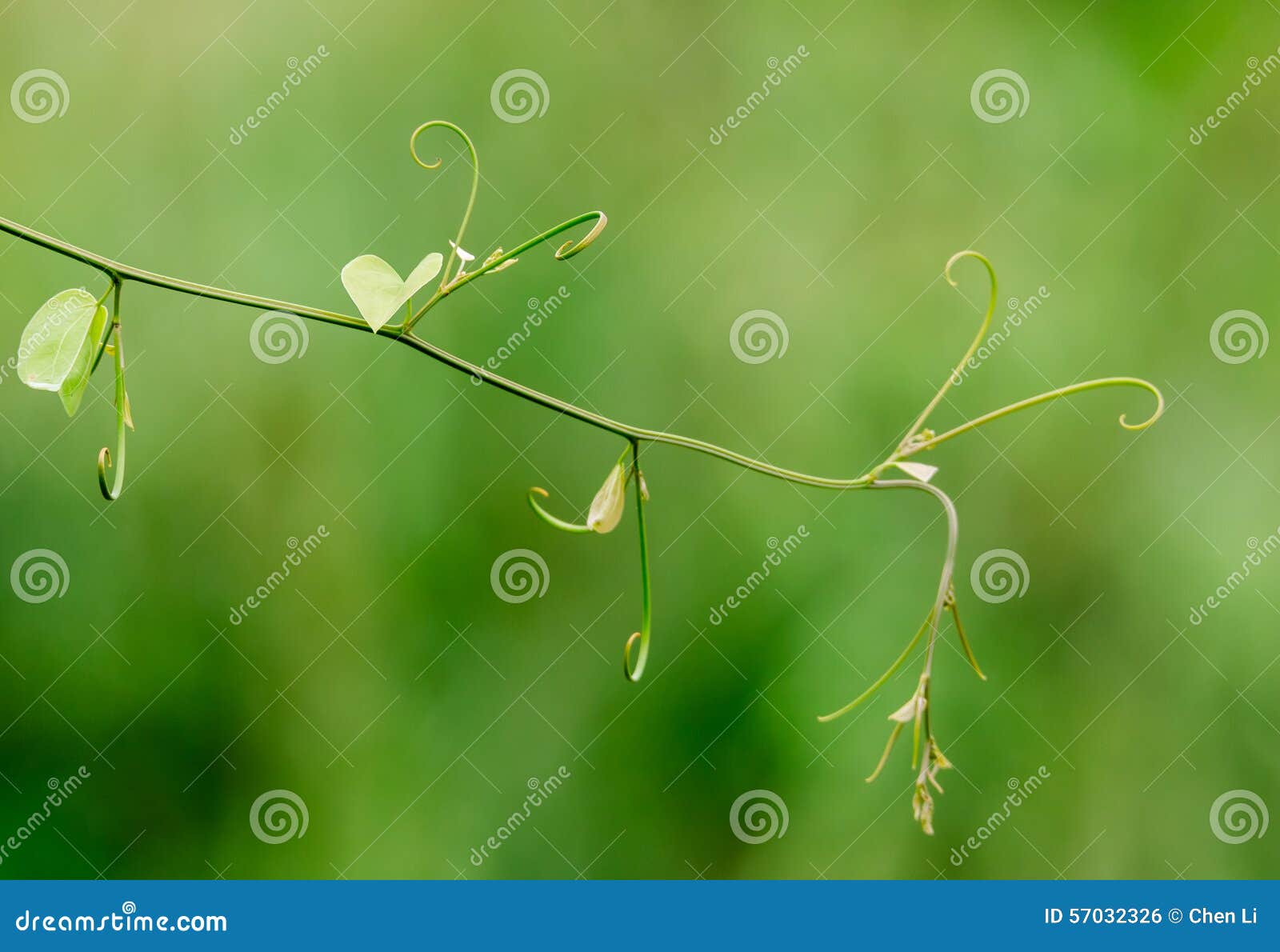 Cane vine stock photo. Image of growth, reproduction - 57032326