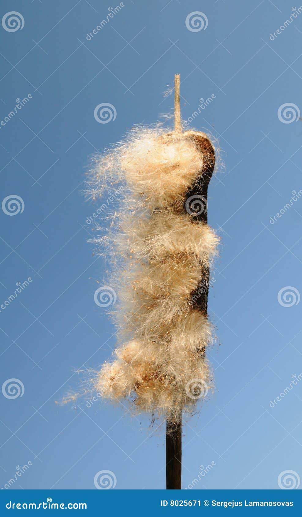 Cane and wind stock image. Image of winter, cane, outdoors - 8025671