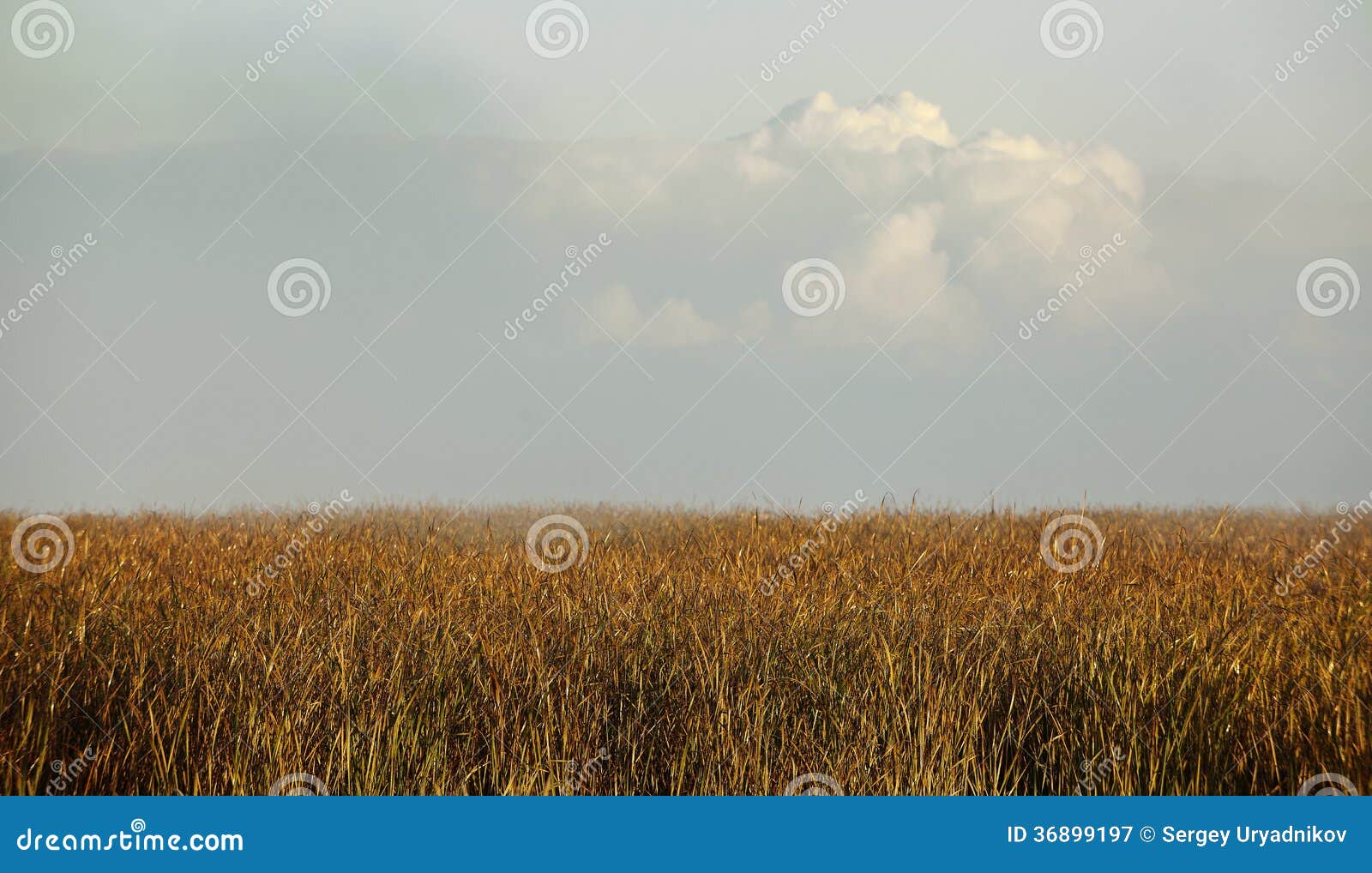 Cane in windy weather. stock image. Image of bush, natural - 36899197