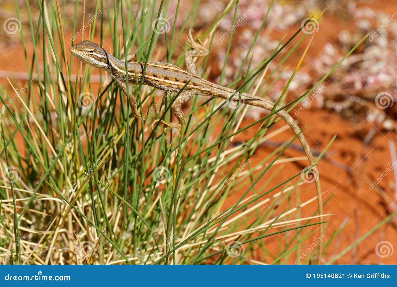 Cane Grass Dragon stock image. Image of winneckei, lizard - 195140821