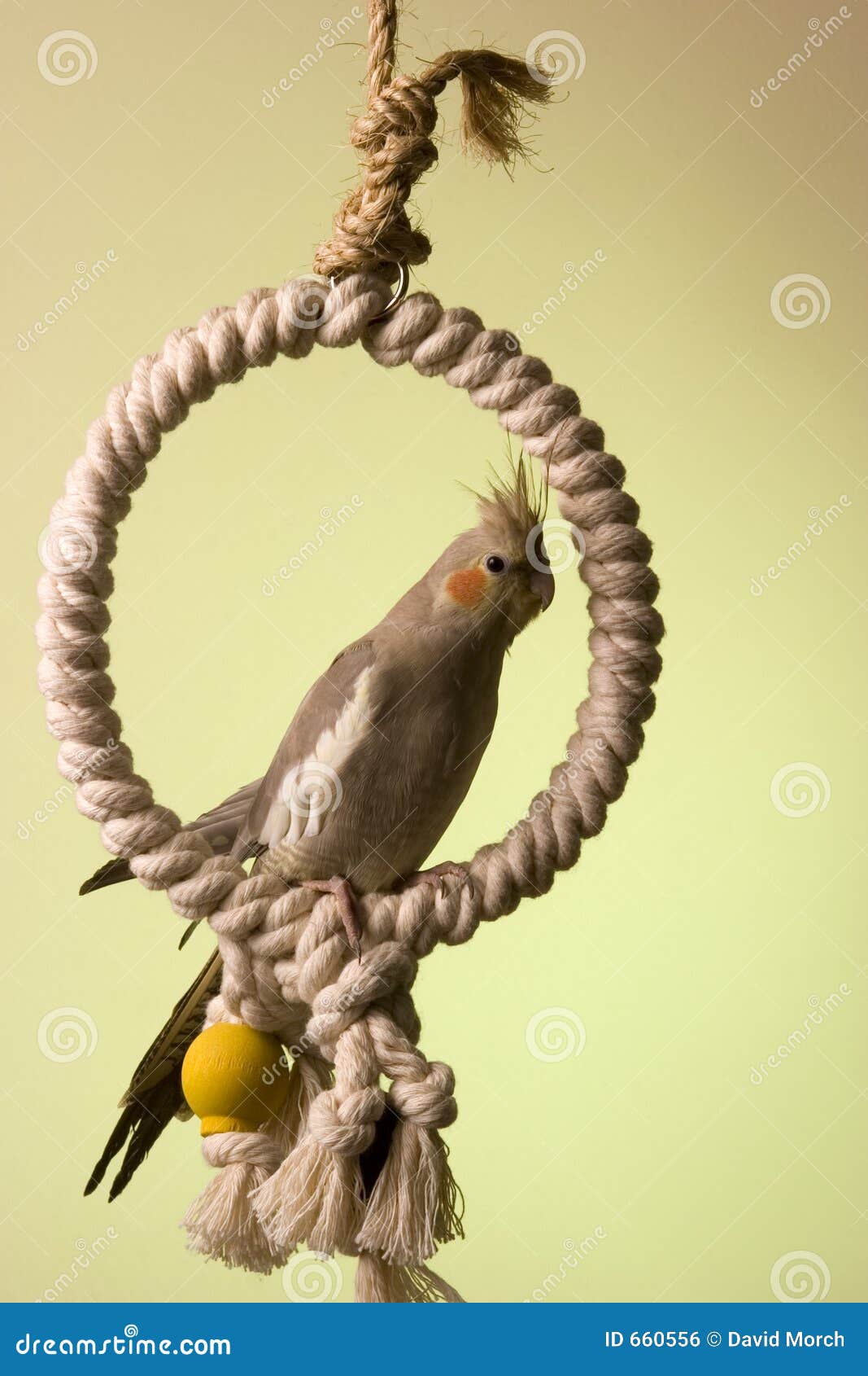 Canelle the cockatiel 4 stock photo. Image of bird, tropical - 660556