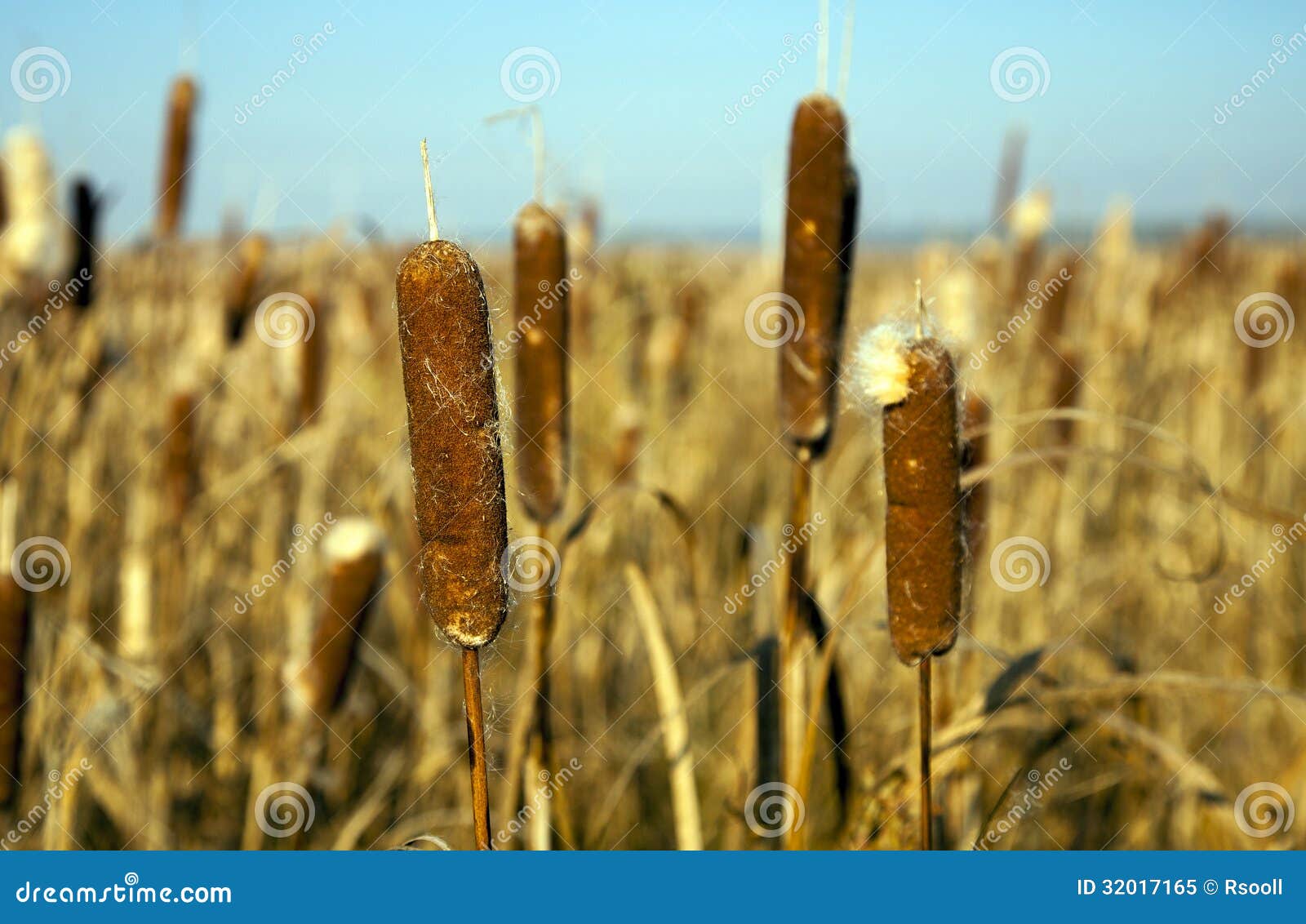 Canes (fall) stock image. Image of scene, fluffy, cane - 32017165