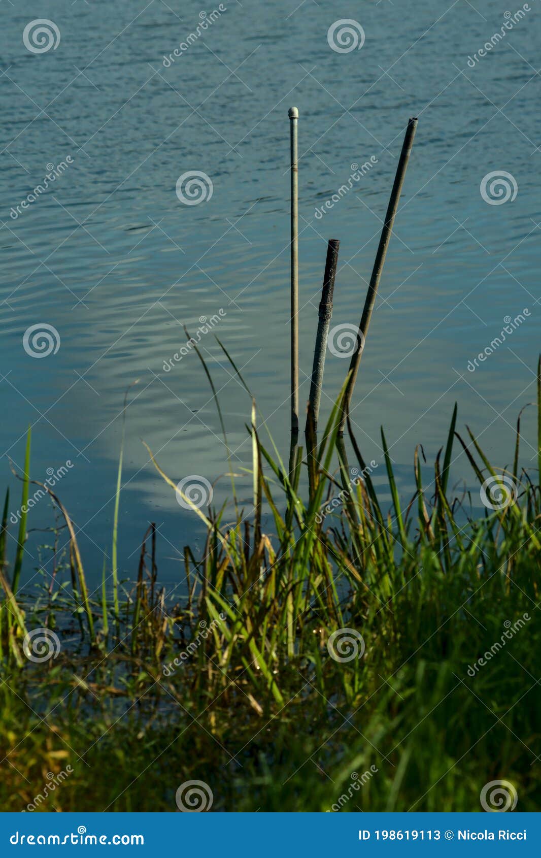 Canes in the Water Next To Shore of a Lake Stock Image - Image of ocean ...