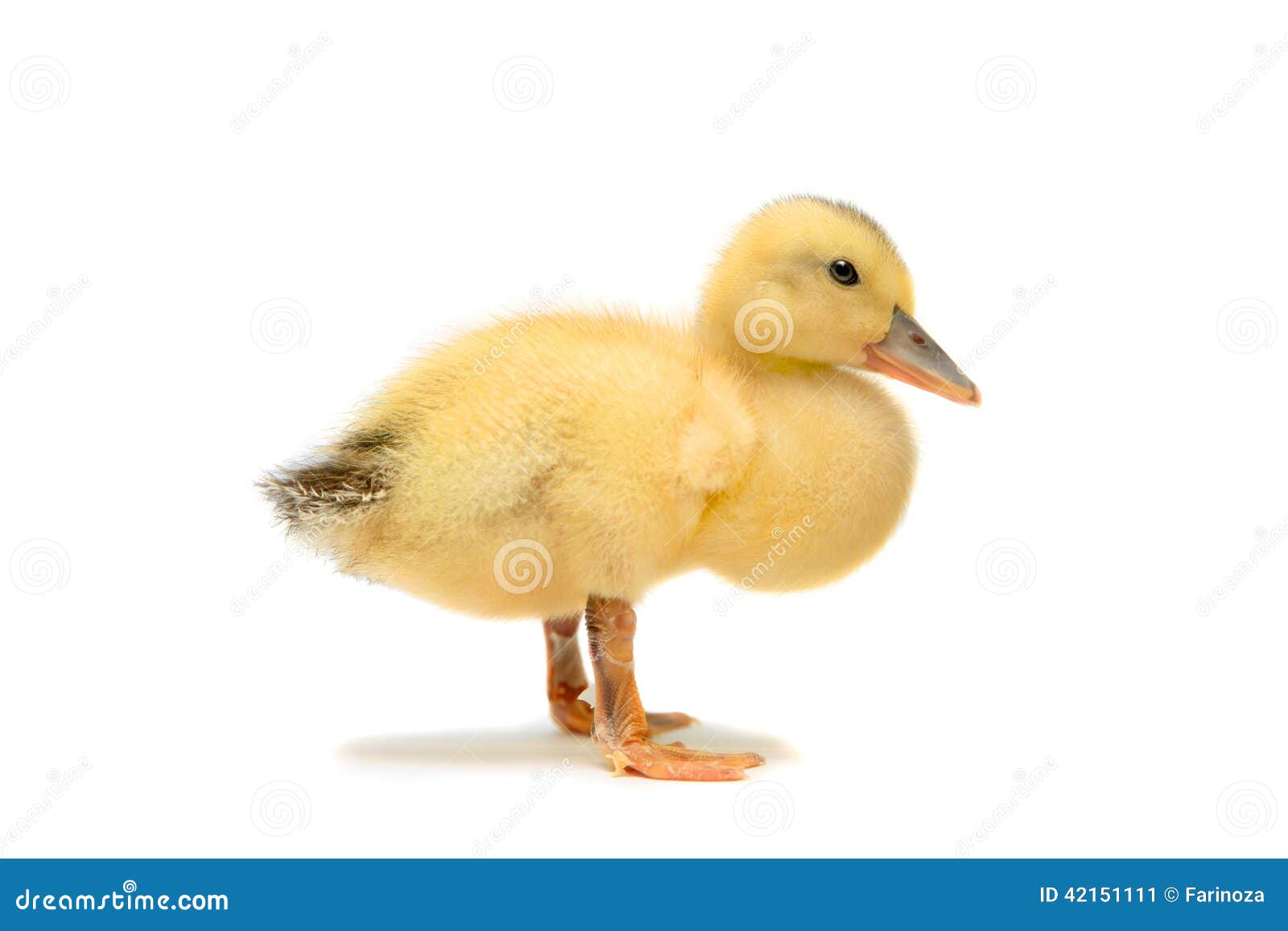 Caneton D'isolement Sur Le Blanc Image stock - Image du bande, fourrure ...