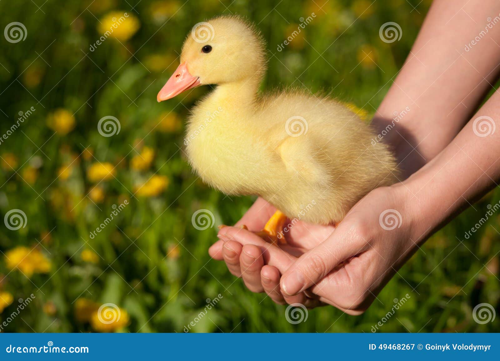 Caneton Dans Des Mains Humaines Image stock - Image du animal ...