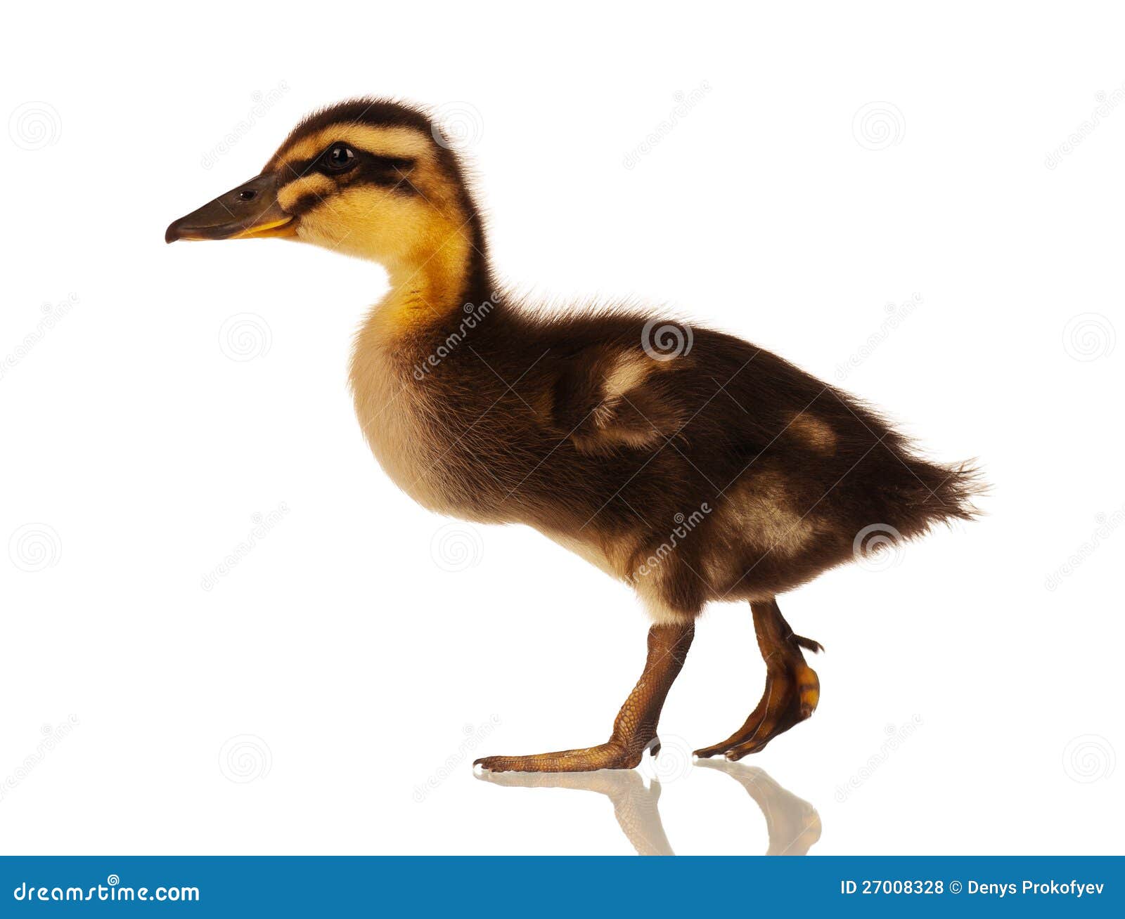 Caneton domestique photo stock. Image du fermer, beau - 27008328