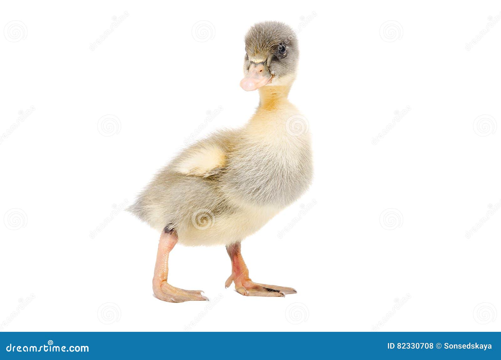 Caneton gris mignon photo stock. Image du domestique - 82330708