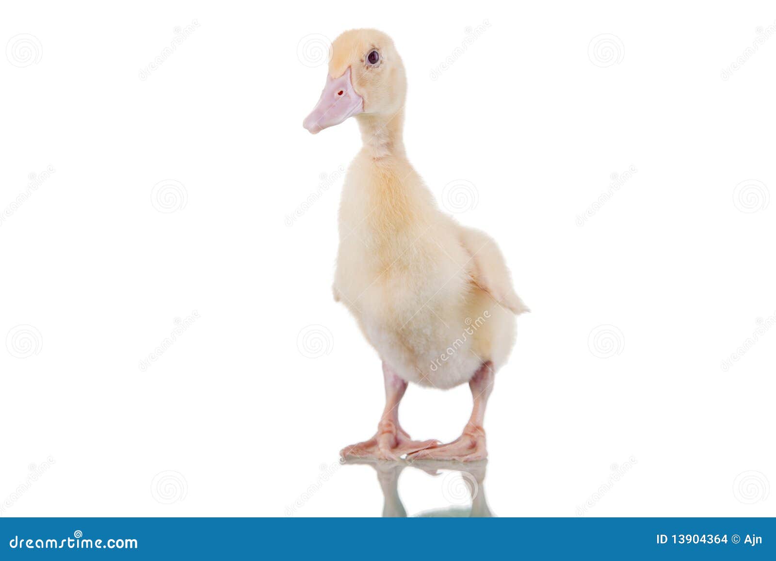 Caneton mignon photo stock. Image du poilu, pâques, animal - 13904364