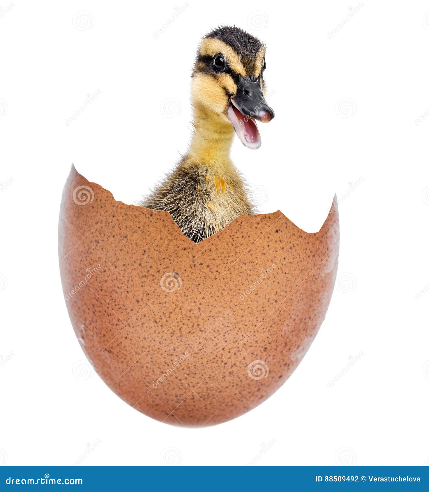 Caneton mignon photo stock. Image du adorable, complètement - 88509492