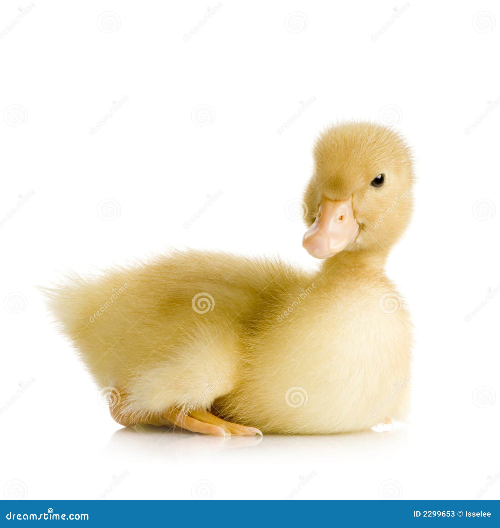 Caneton quatre jours image stock. Image du agriculture - 2299653