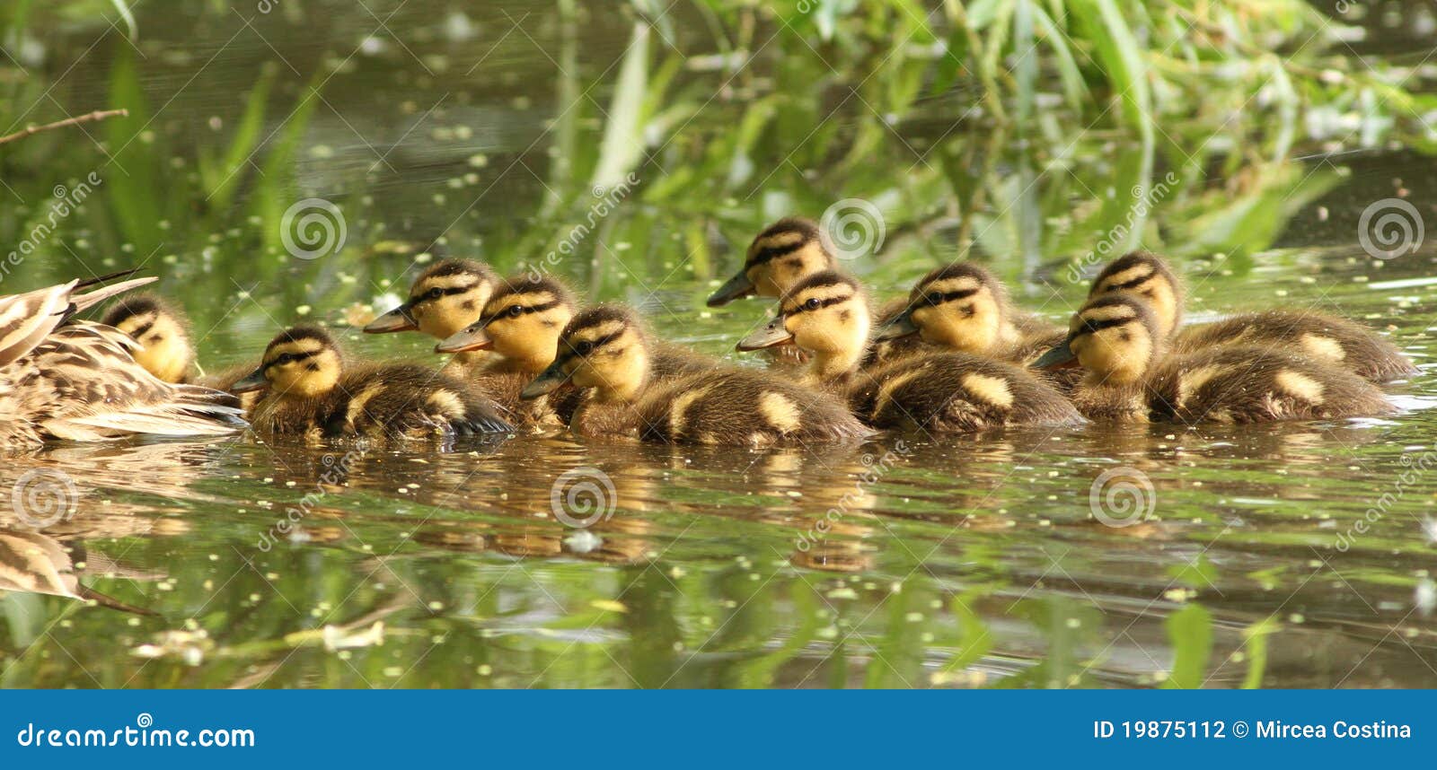 Canetons photo stock. Image du becs, faune, lumineux - 19875112