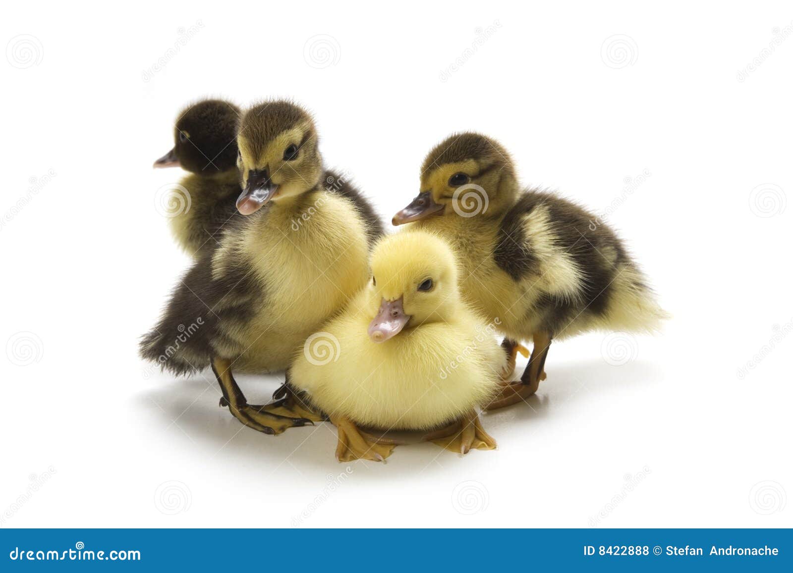 Canetons photo stock. Image du adorable, caneton, animal - 8422888
