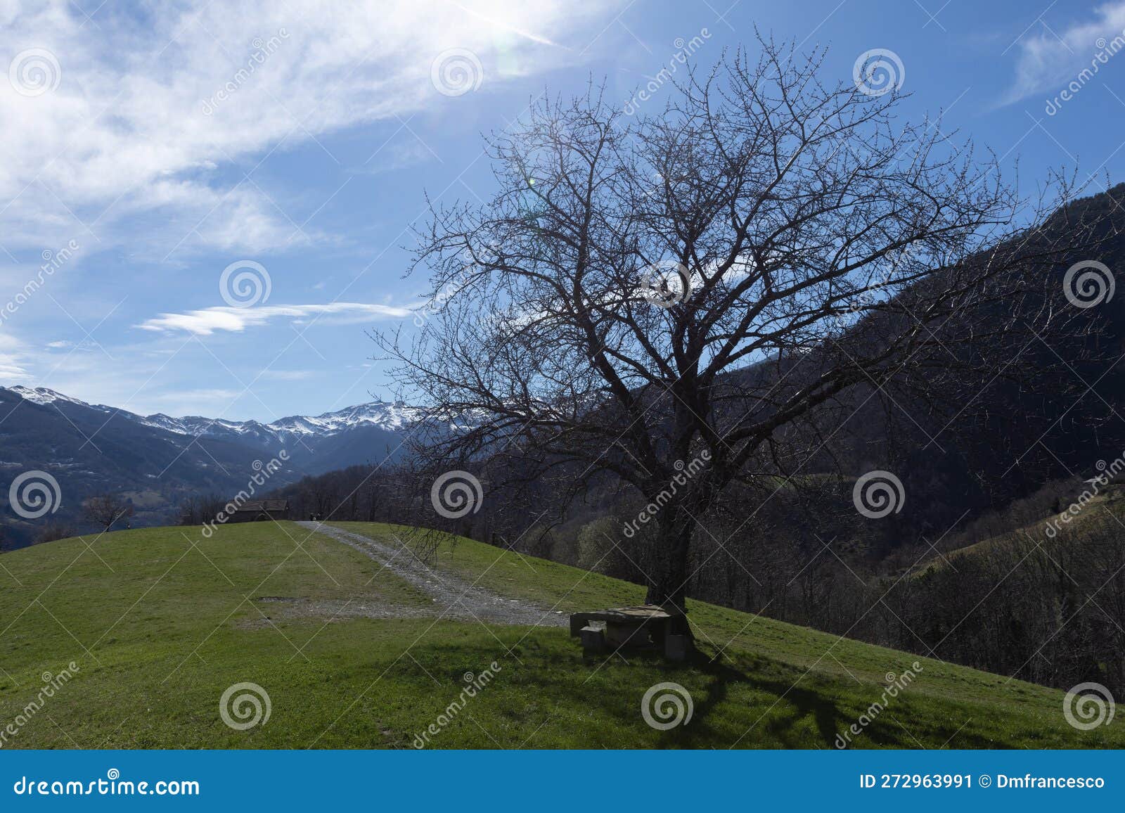 Canevare Secular Wild Cherry Tree Park of Frignano Modena Stock Image ...