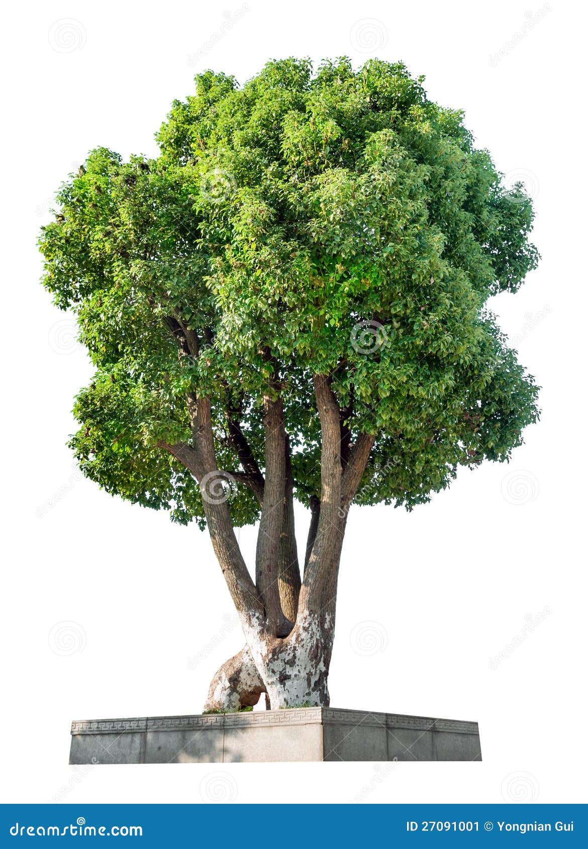 Canfora immagine stock. Immagine di albero, sempreverde - 27091001