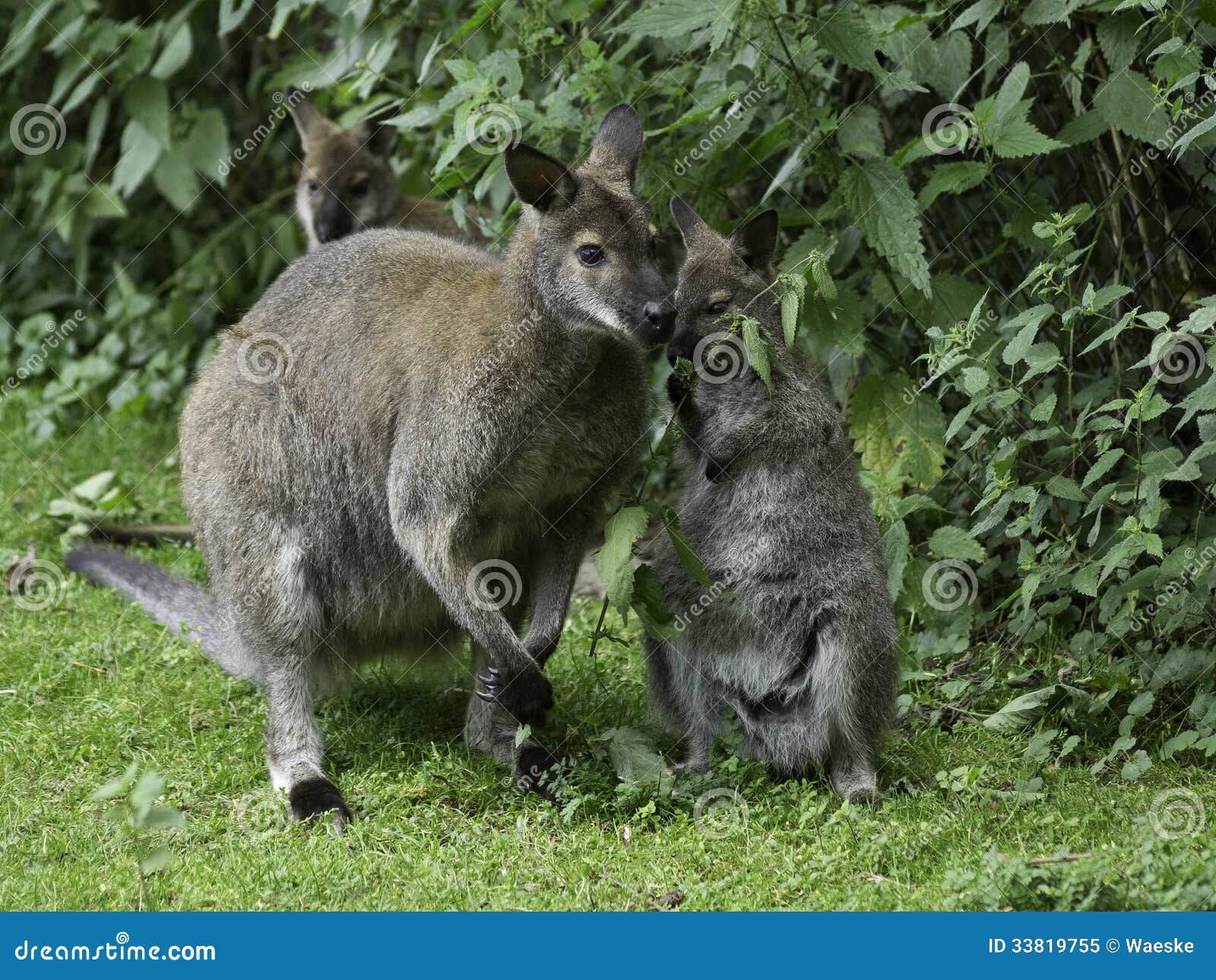 Cangaroo stock image. Image of cangaroo, kangaroo, tier - 33819755