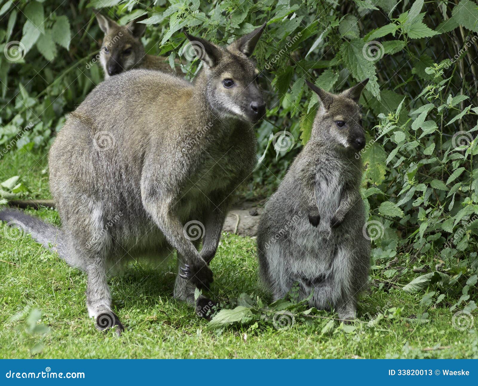 Cangaroo stock image. Image of fell, kangaroo, cangaroo - 33820013