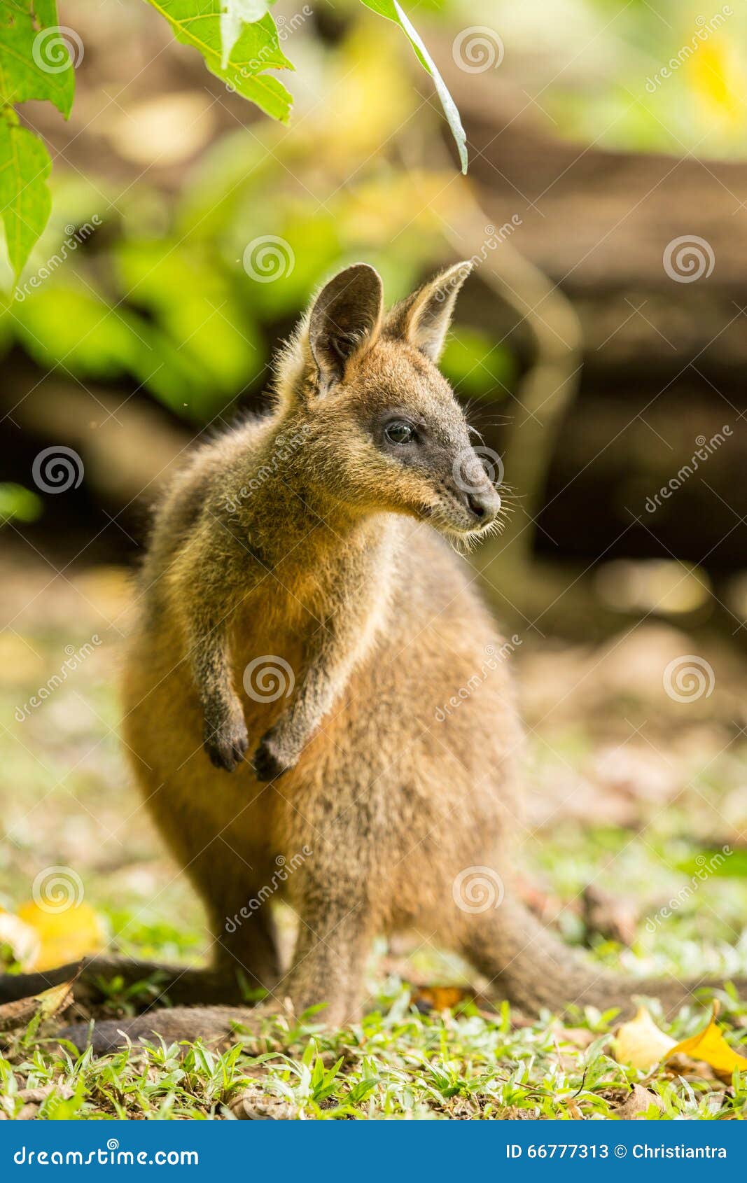 Cangaroo stock image. Image of trees, cangaroo, green - 66777313