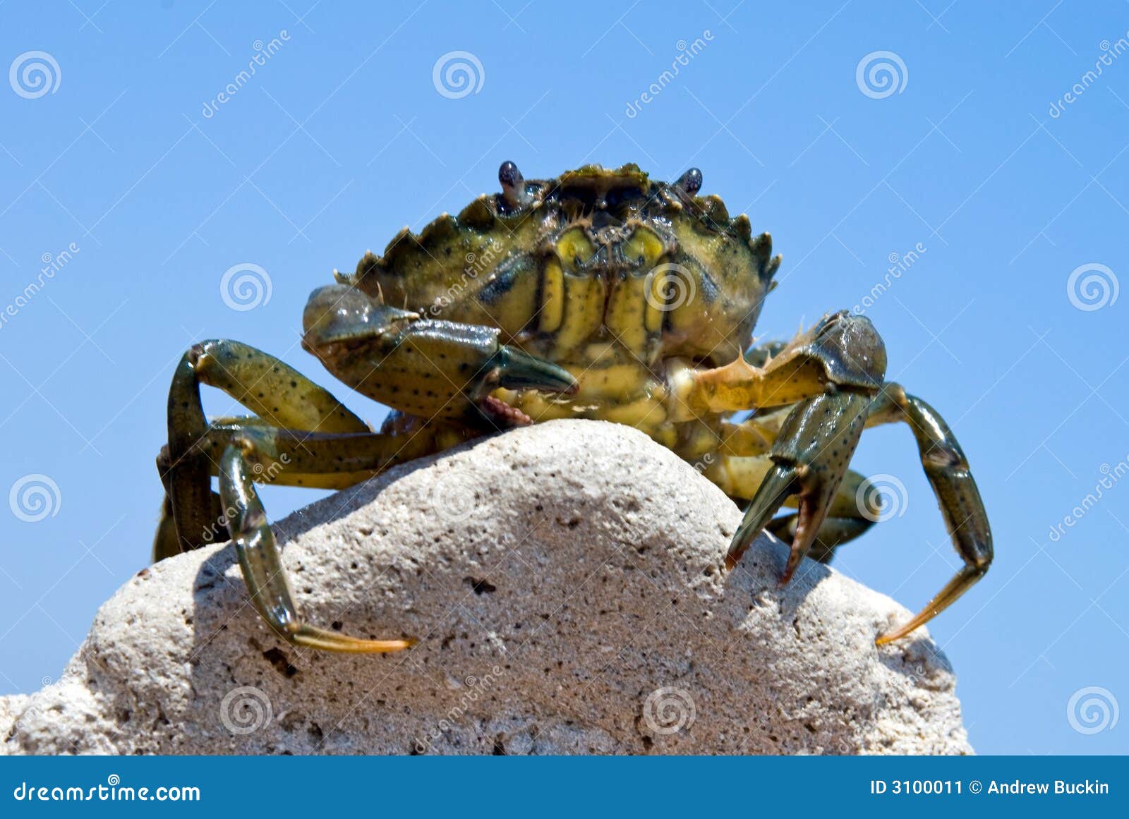 Cangrejo imagen de archivo. Imagen de antena, piernas - 3100011