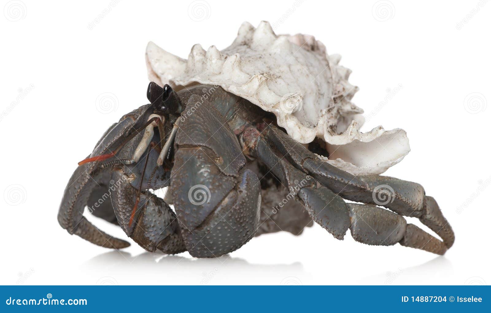 Cangrejo de ermitaño foto de archivo. Imagen de aislado - 14887204