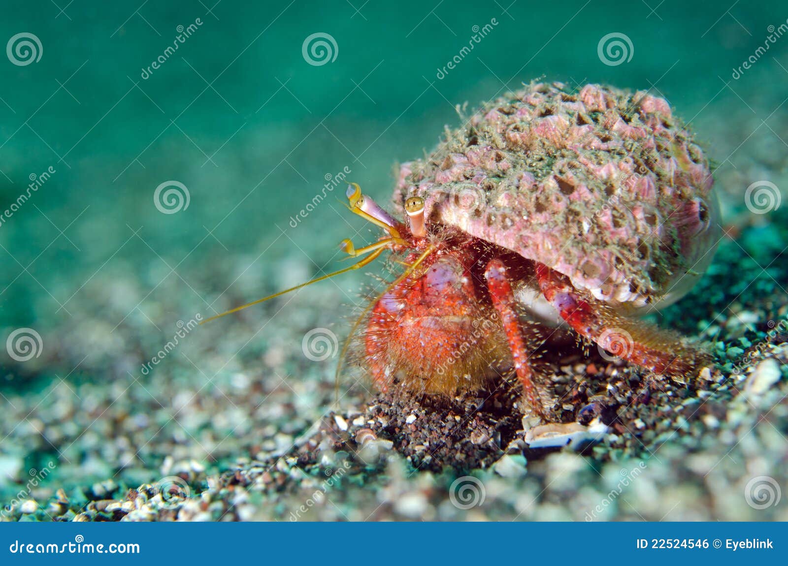 Cangrejo de ermitaño foto de archivo. Imagen de arena - 22524546