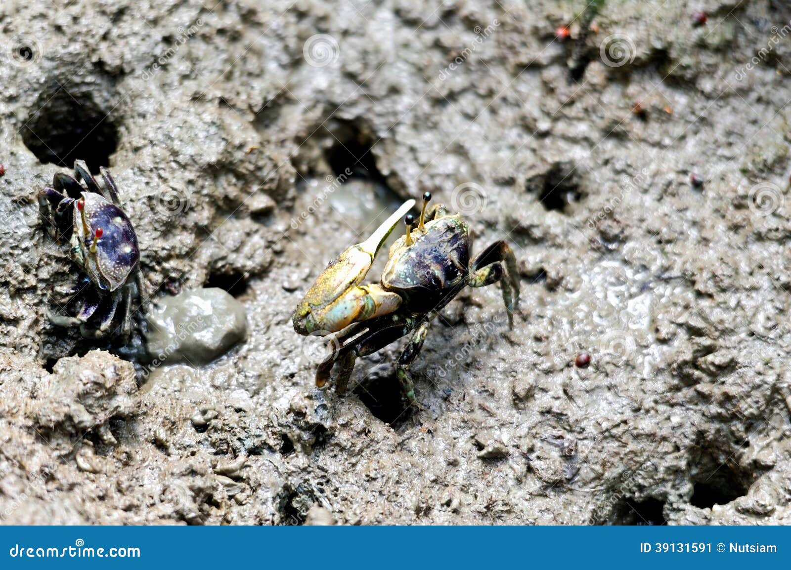 Cangrejo De Fiddler En El Fango Imagen de archivo - Imagen de animal ...