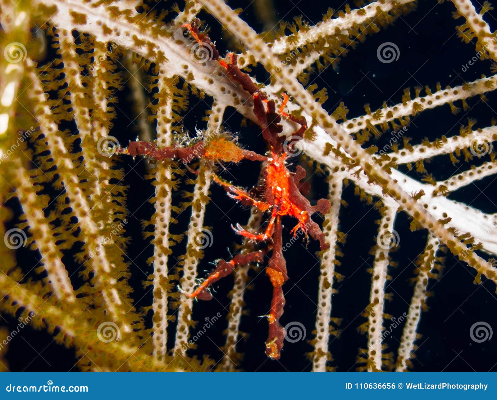 Cangrejo Del Cuello En La Fan De Mar Foto de archivo - Imagen de ...