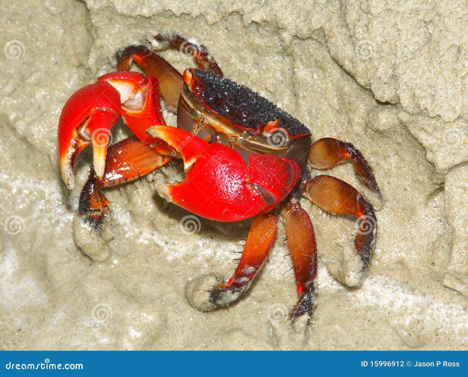 Cangrejo Del Mangle - Queensland, Australia Foto de archivo - Imagen de ...